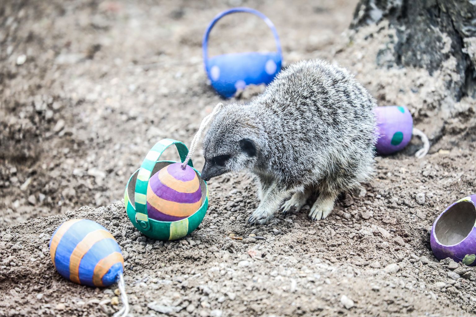 London Zoo sets up Easter Egg hunt for animals
